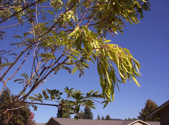 City of Coeur d'Alene - Amur Maackia