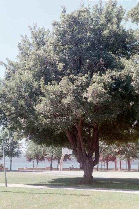 City of Coeur d'Alene - Hedge Maple