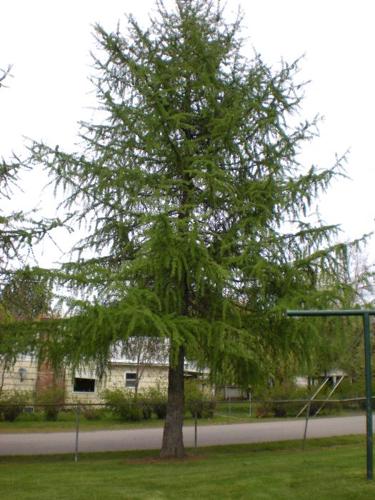 City of Coeur d'Alene - European Larch