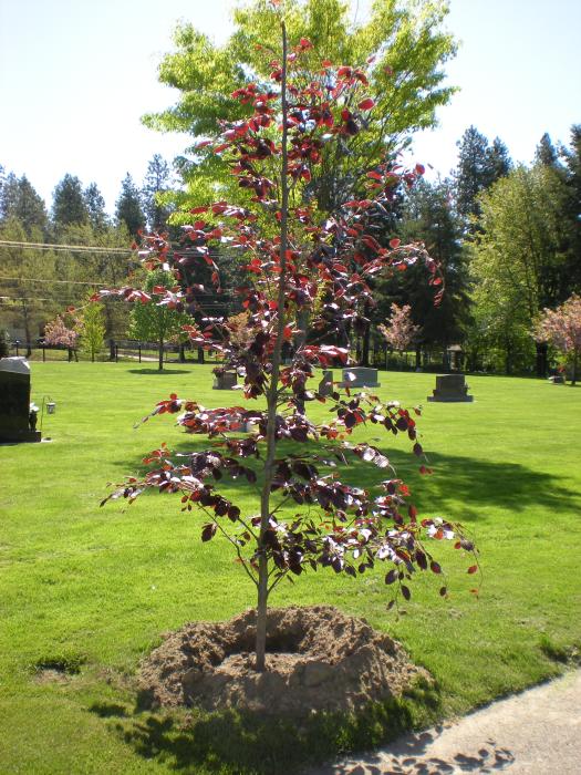 City of Coeur d'Alene - Rivers Purple Beech
