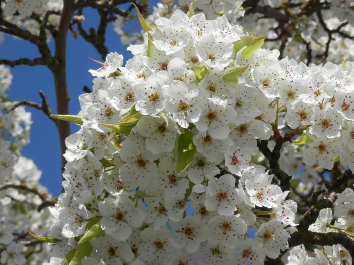 City of Coeur d'Alene - Callery Pear
